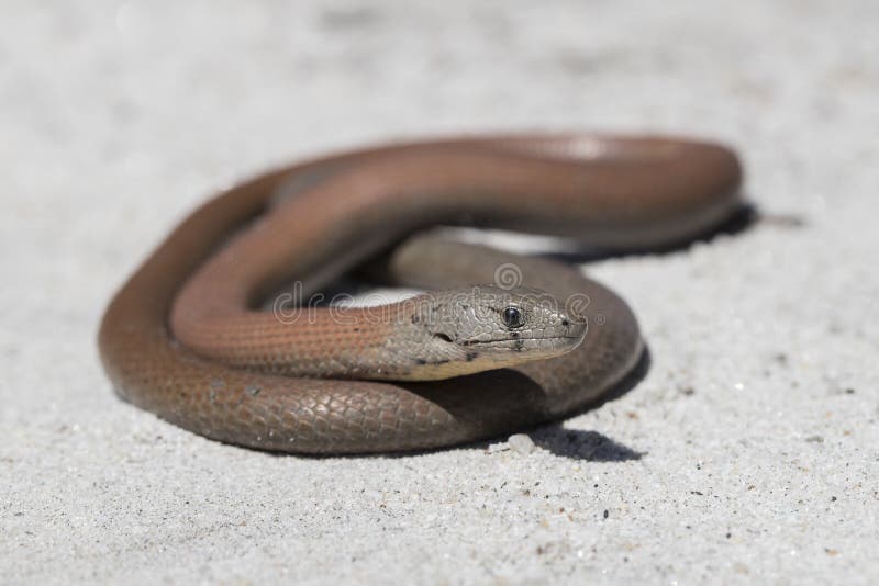 Common Scaly-foot stock photo. Image of lepidopodus - 199076194