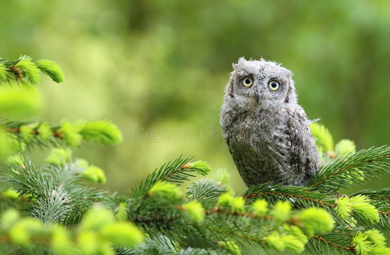 Common scops owl stock image. Image of little, feather - 72976289