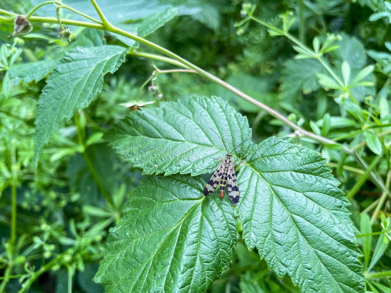 Common Scorpion Fly on a Leaf Stock Image - Image of closeup, game ...
