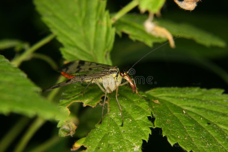 Common Scorpion Fly (Panorpa Communis) Stock Image - Image of insect ...