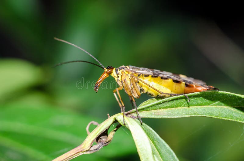 The Common Scorpionfly stock image. Image of nature - 140781155