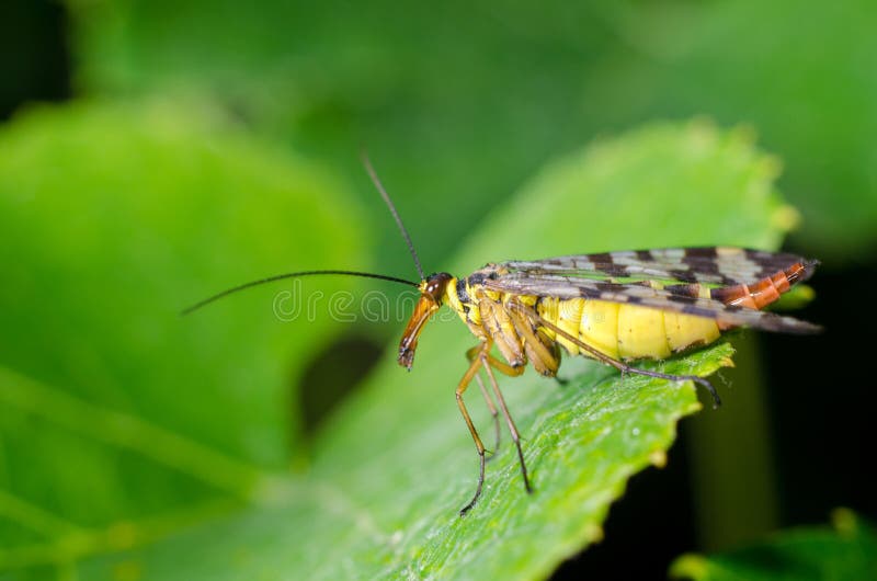 Common Scorpionfly Panorpa Communis Stock Photo - Image of entomology ...