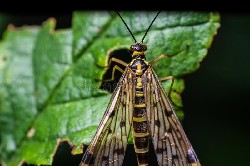 Common scorpionfly stock photo. Image of poisonous, female - 189595330