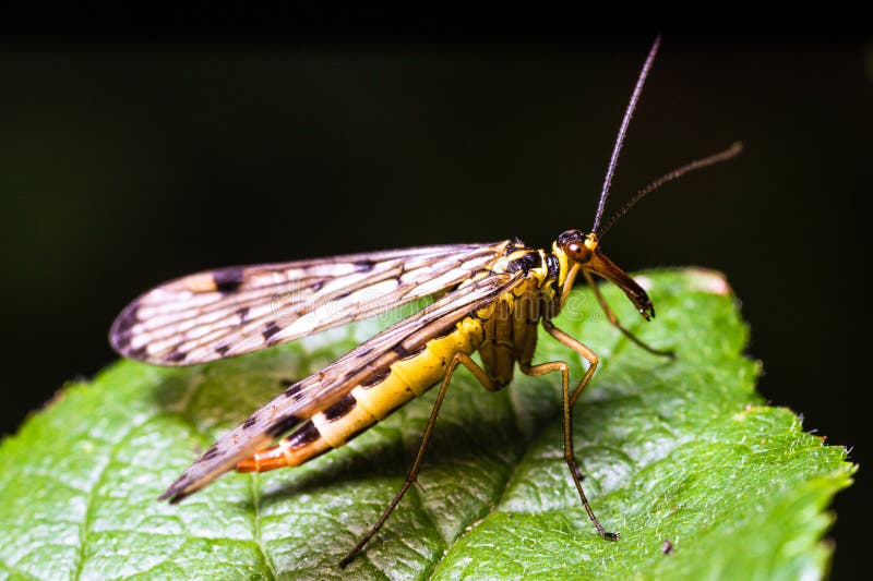 Common scorpionfly stock photo. Image of garden, beautiful - 189595348
