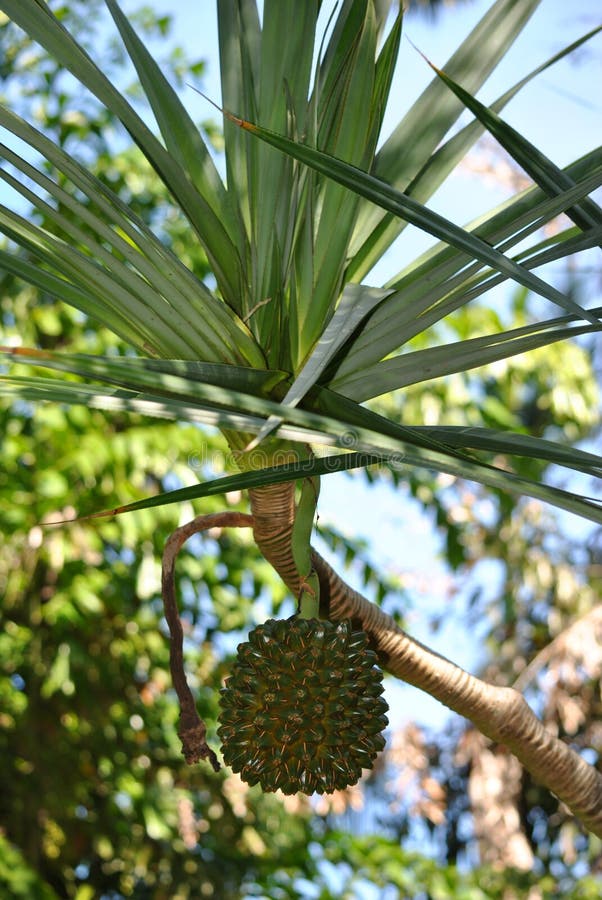 Screwpine Fruits - Pandanus Stock Photo - Image of fruit, cooking: 35984560