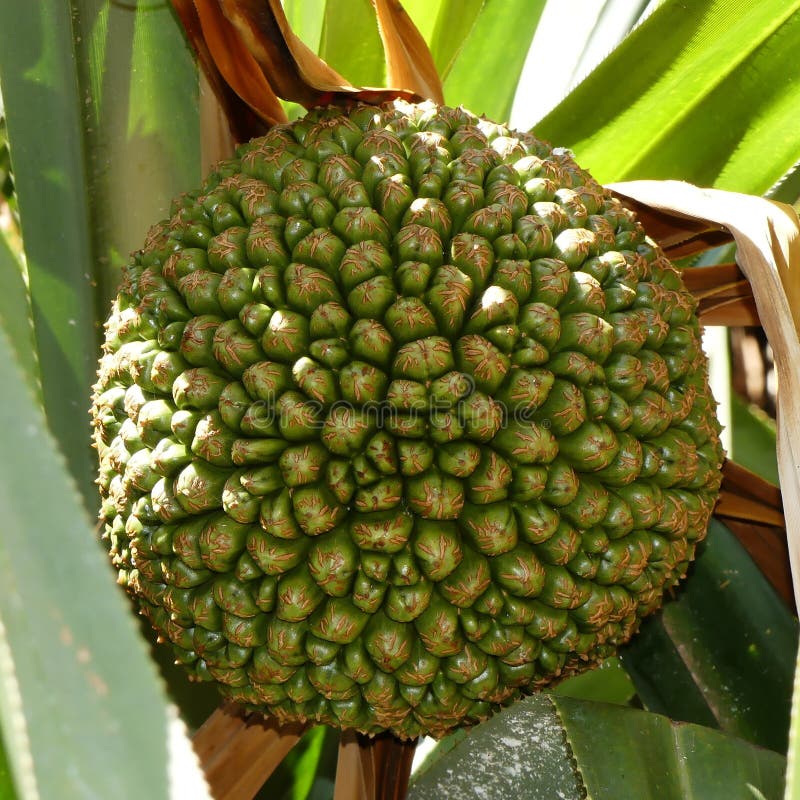 Common Screwpine (Pandanus Utilis) Pine Monocot Tree Stock Photo ...