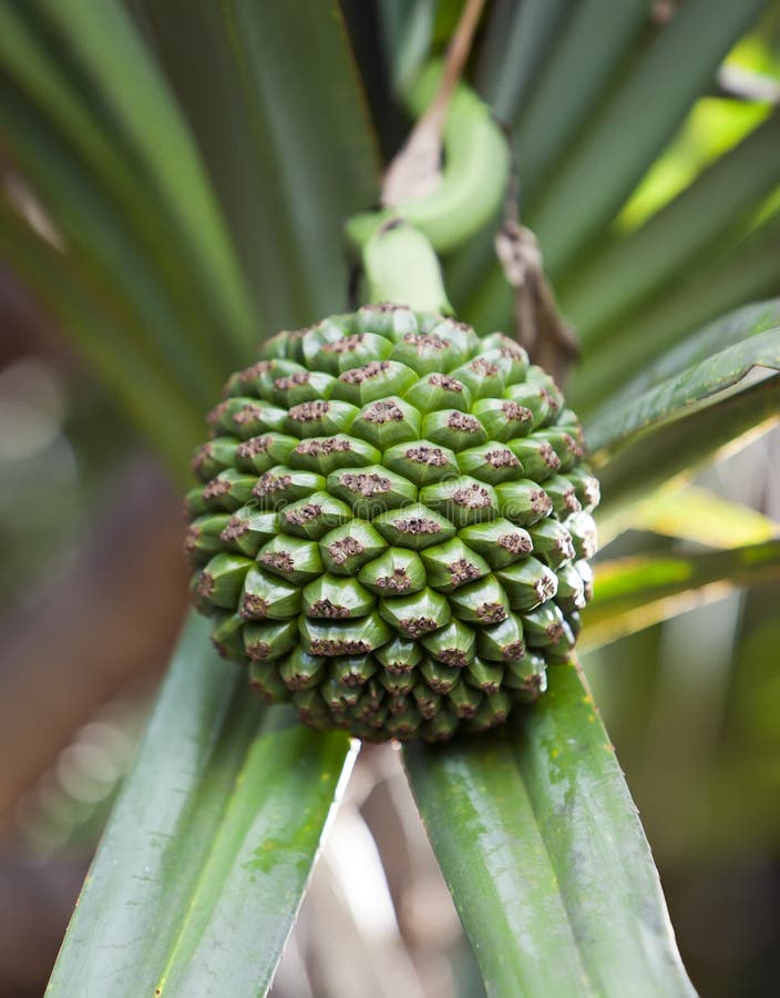 The Common Screwpine (Pandanus Utilis) it is Native To Mauritius Stock ...