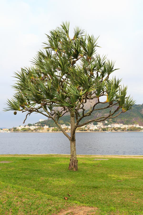 Common Screwpine (Pandanus Utilis) Pine Monocot Tree Stock Photo ...