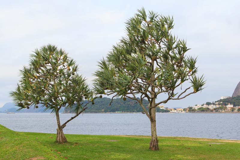 Screwpine Water Stock Photos - Free & Royalty-Free Stock Photos from ...