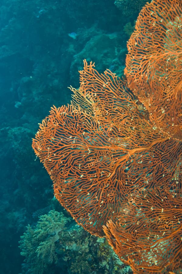 Common sea fan stock photo. Image of coral, diving, tropical - 7626476
