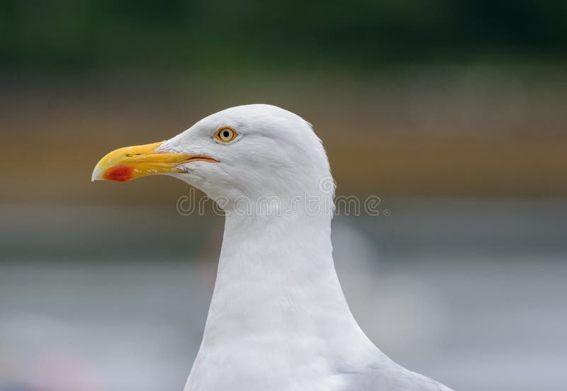 Common Seagull stock image. Image of common, seagull - 55188819