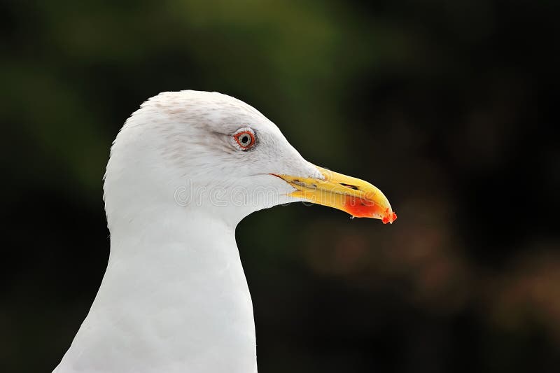 Common Seagull Head Portrait Stock Photo - Image of larus, european ...