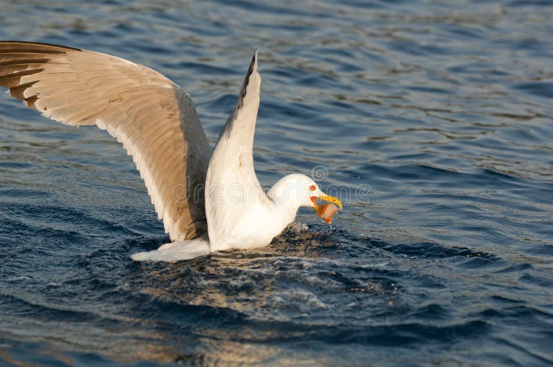 Common Seagull Landing To the Sea. Stock Image - Image of liberty ...