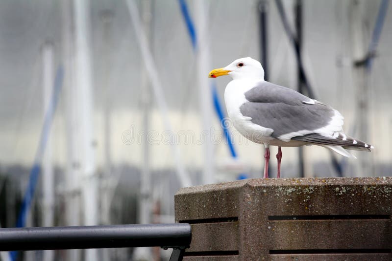 Common Seagull stock photo. Image of pillar, pretty, white - 30604770