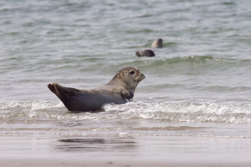 Common Seal 1 stock photo. Image of helgoland, beach, nature - 903326