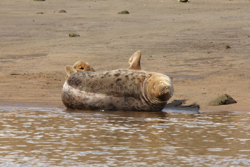 Common Seal stock image. Image of mammal, adult, black - 4760789
