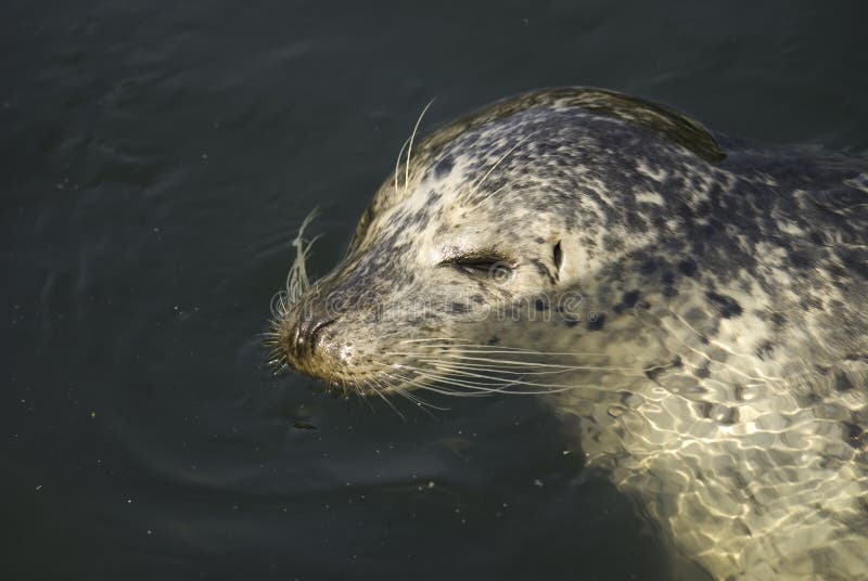 Common seal stock photo. Image of cute, swim, common, slippery - 5176116