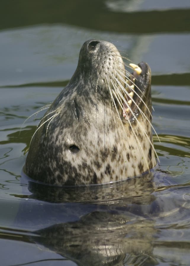 Common Seal Picture. Image: 5176171