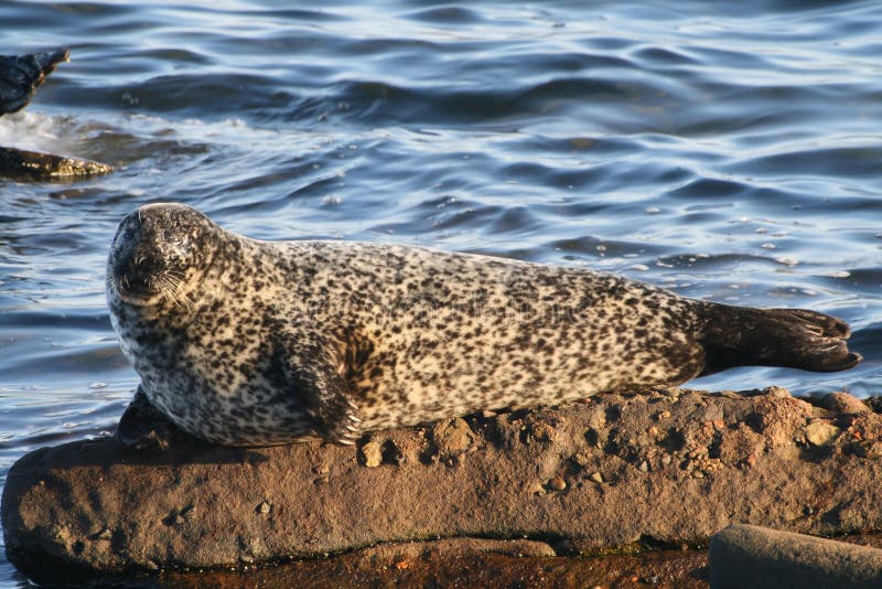 Common Seal stock image. Image of grey, natural, myth - 7088677