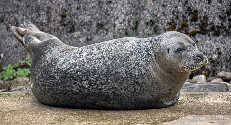 Common seal 2 stock image. Image of creature, seal, fauna - 100726533