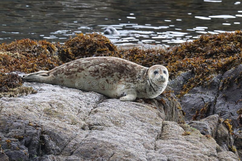 Common Seal Basking on Rocks during the Summer Stock Photo - Image of ...