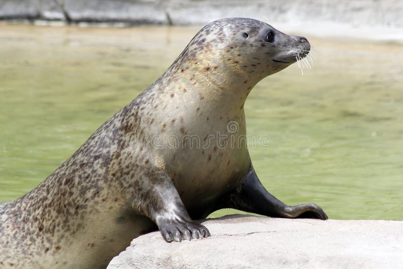The common seal stock image. Image of jungle, beautiful - 40598217