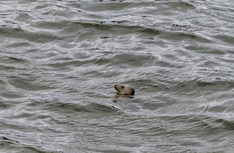 Common Seal or Harbour Seal Phoca Vitulina on the Lizard Peninsular ...