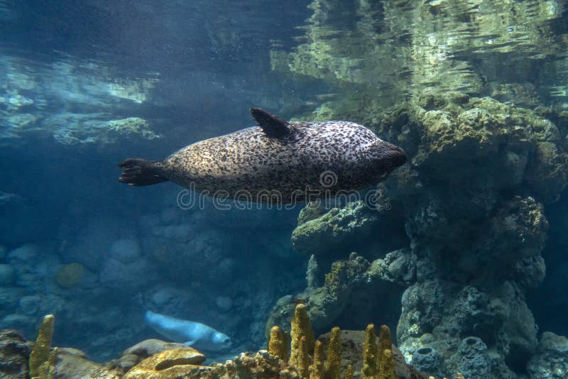 Seal looking out for food stock photo. Image of baby - 132925646