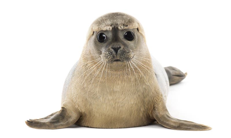 Common seal stock photo. Image of nature, detail, harbour - 28880424