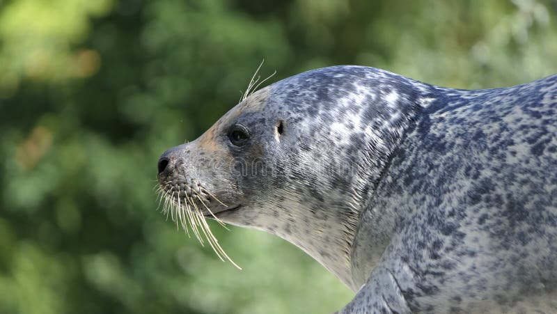 Common seal portrait stock photo. Image of nature, cute - 148464304