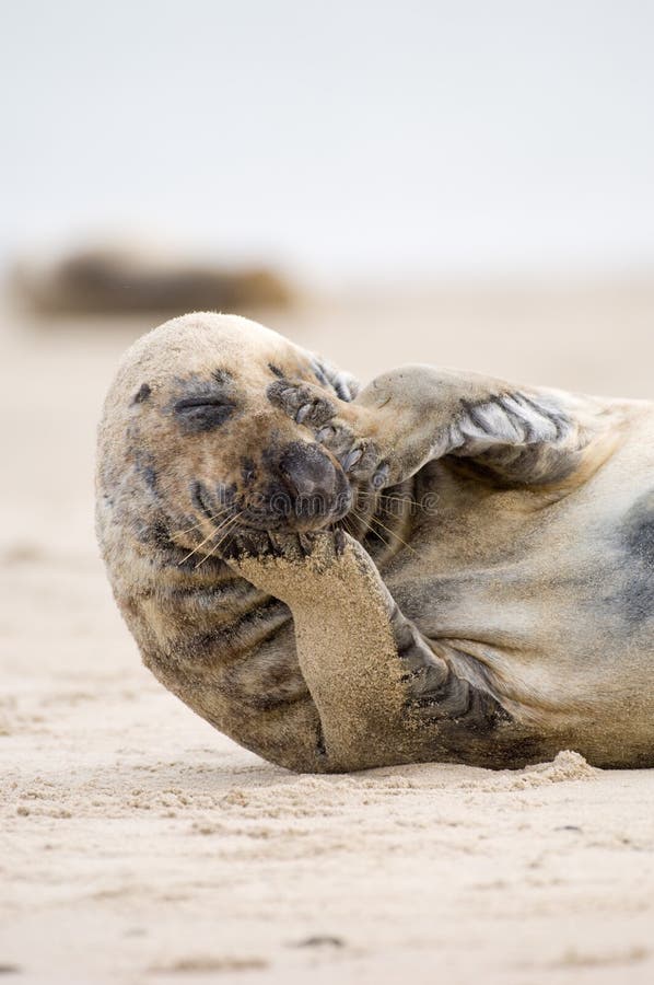 Common Seal Posing stock photo. Image of nature, atlantic - 5121068