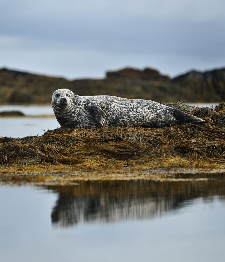 Common seal resting stock photo. Image of water, life - 33076346