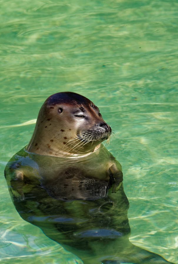 Common Seal in Swimming Pool Stock Photo - Image of vitulina ...