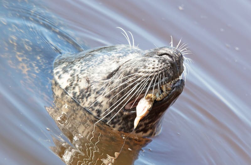 Common Seal in the Water, Eating a Frog Stock Photo - Image of happy ...