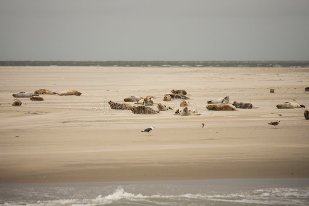 Common Seals on a Sandy Beach Stock Photo - Image of nature, sandy ...