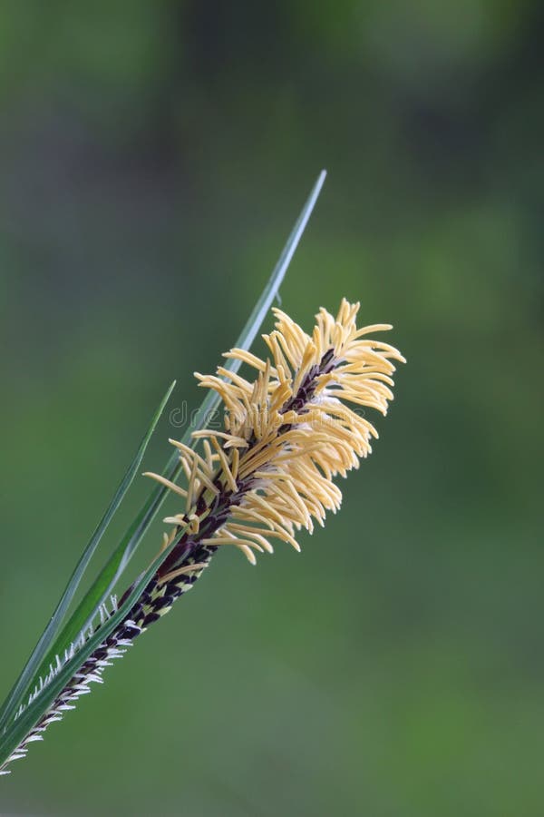 Common sedge, Carex nigra stock image. Image of cyperaceae - 82338341