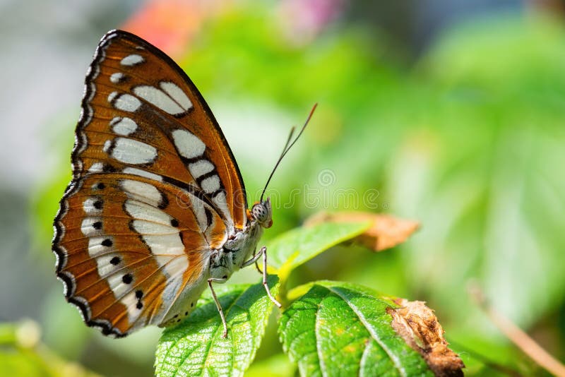 Common Sergeant - Athyma Perius Stock Photo - Image of orange ...