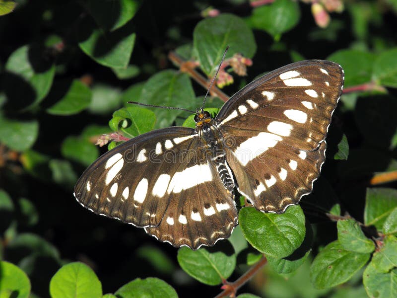 Common Sergeant butterfly stock photo. Image of butterfly - 128499948
