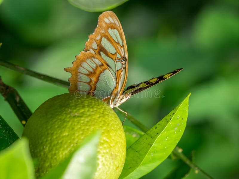 Common Sergeant Butterfly stock image. Image of southeast - 85090099