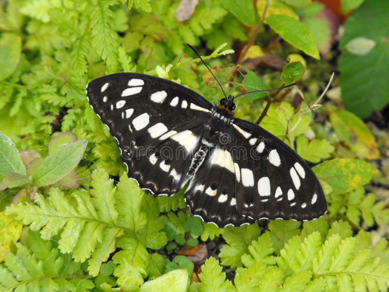 Common Sergeant Butterfly stock image. Image of pattern - 133688493
