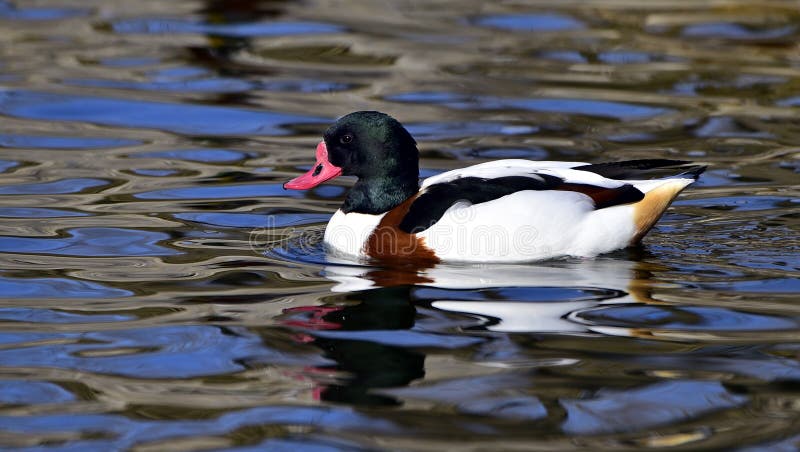 Common Shelduck stock image. Image of animals, white - 50076467