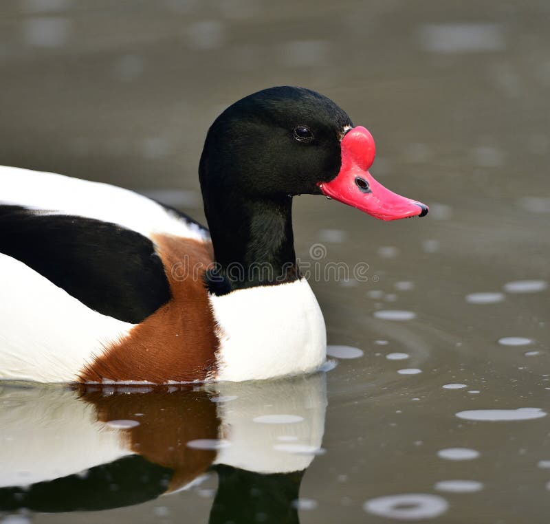 Common Shelduck stock image. Image of white, decoration - 51347247