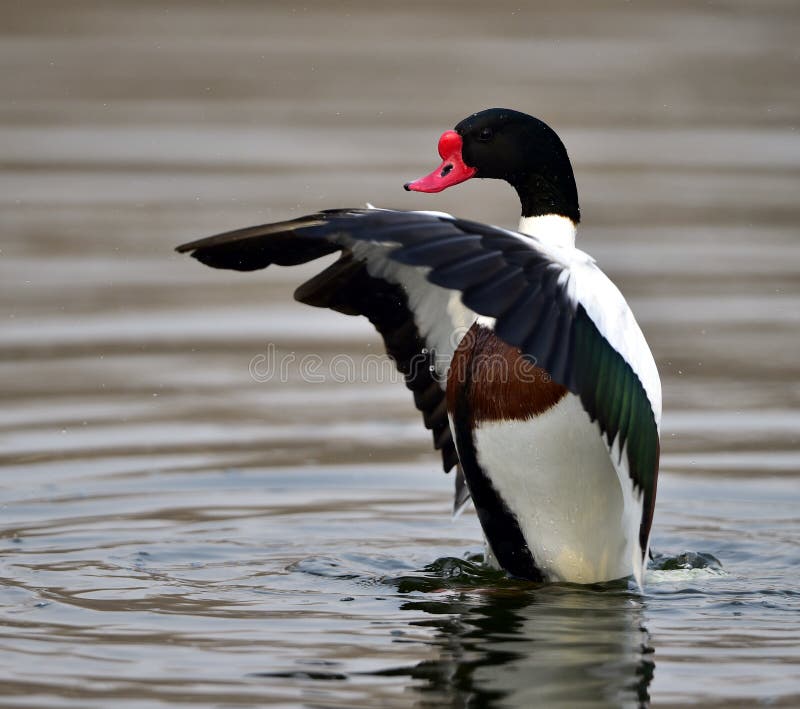 Common Shelduck stock image. Image of feather, goose - 51347529