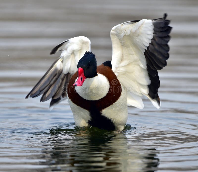 Common Shelduck stock photo. Image of animals, waterfowl - 51347918