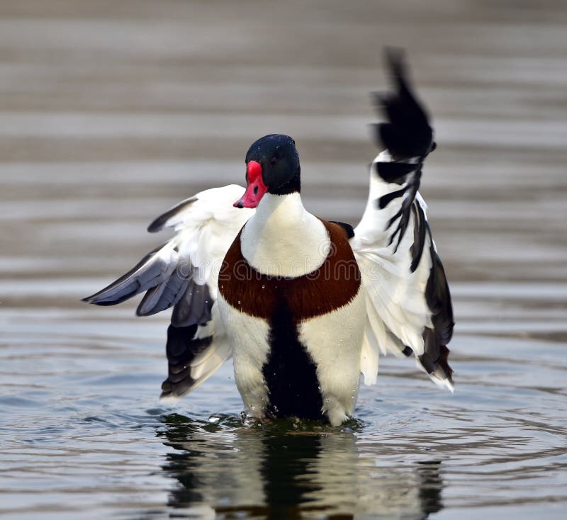 Common Shelduck stock photo. Image of animals, waterfowl - 51347918