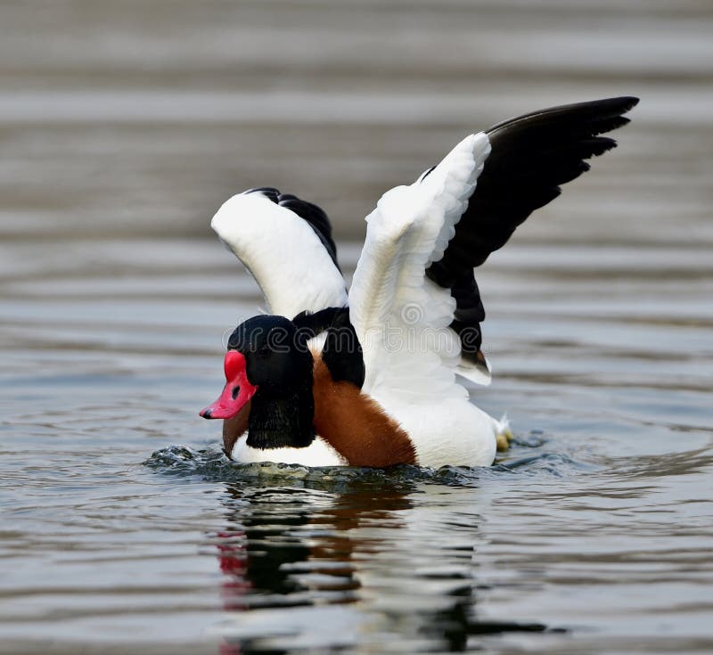 Common Shelduck stock image. Image of bird, birds, beak - 51347625