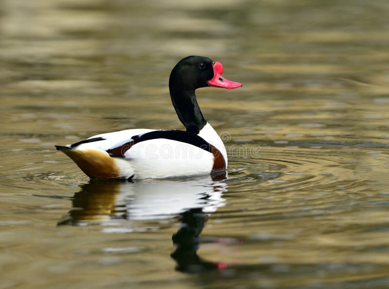 Common Shelduck stock photo. Image of reflection, duck - 51347908