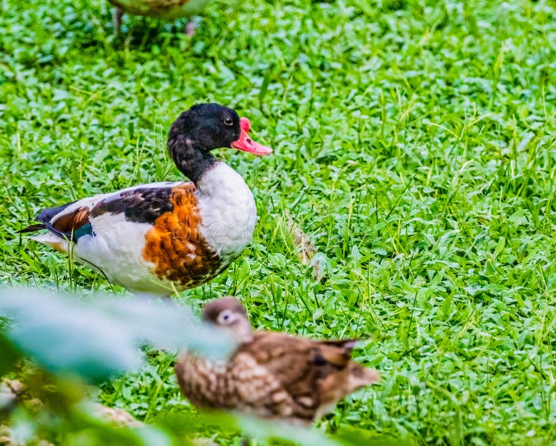 Common Shelduck stock image. Image of nature, migratory - 392962593