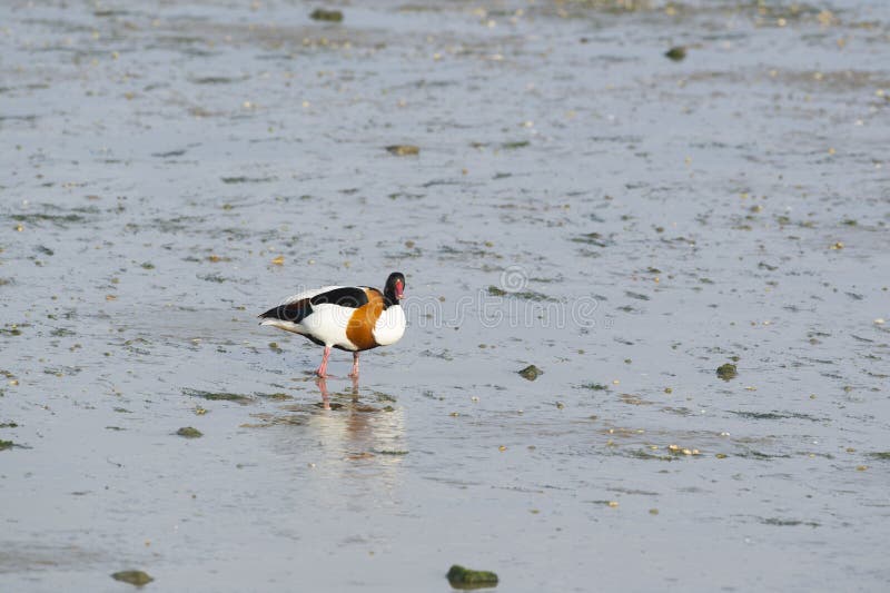 Common Shelduck in the sea stock photo. Image of dutch - 265954834