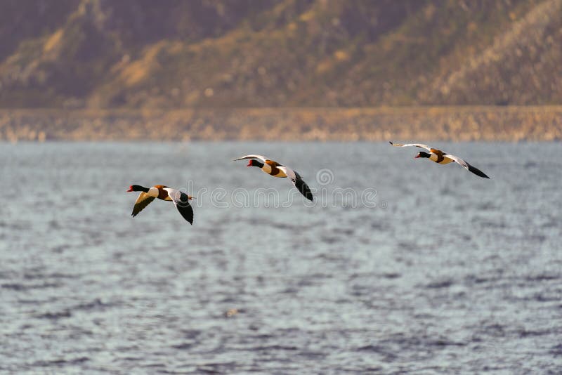 Common Shelduck Tadorna Tadorna in Flight Stock Image - Image of ...
